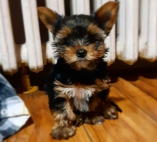 Cuccioli di yorkie gratis per l'adozione